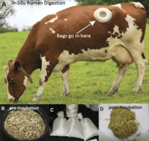 Bar Diamond, Inc. – Supplier of rumen cannulae, laboratory services and ...